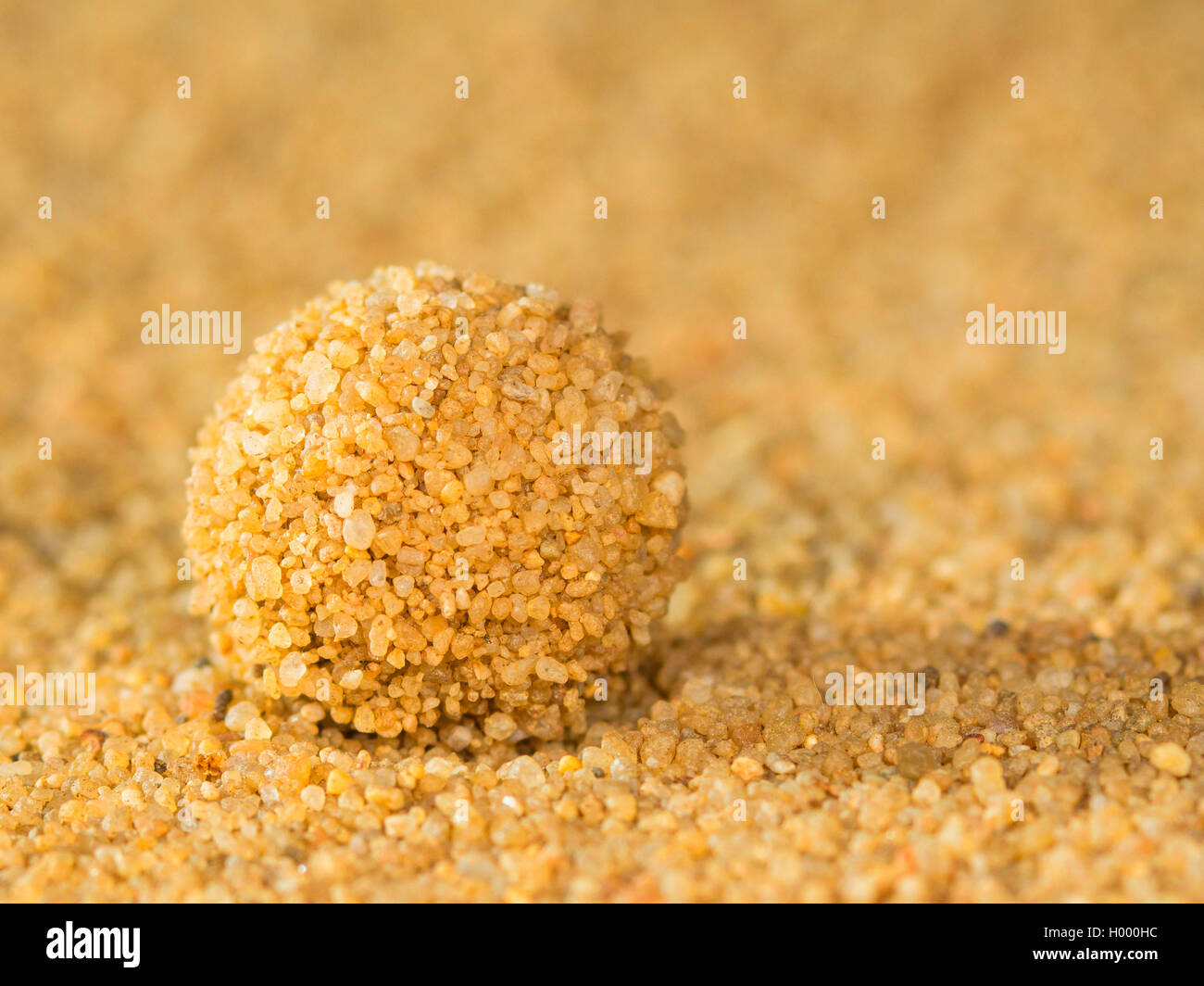 European antlion (Euroleon nostras), Cocoon of the Antlion on sandy ...