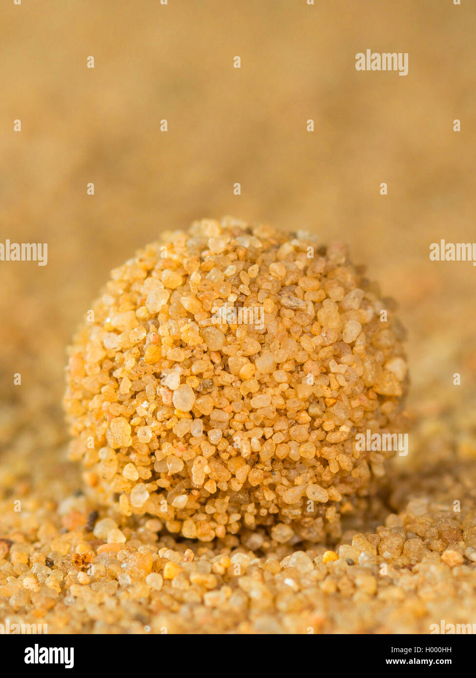 European antlion (Euroleon nostras), Cocoon of the Antlion on sandy ...