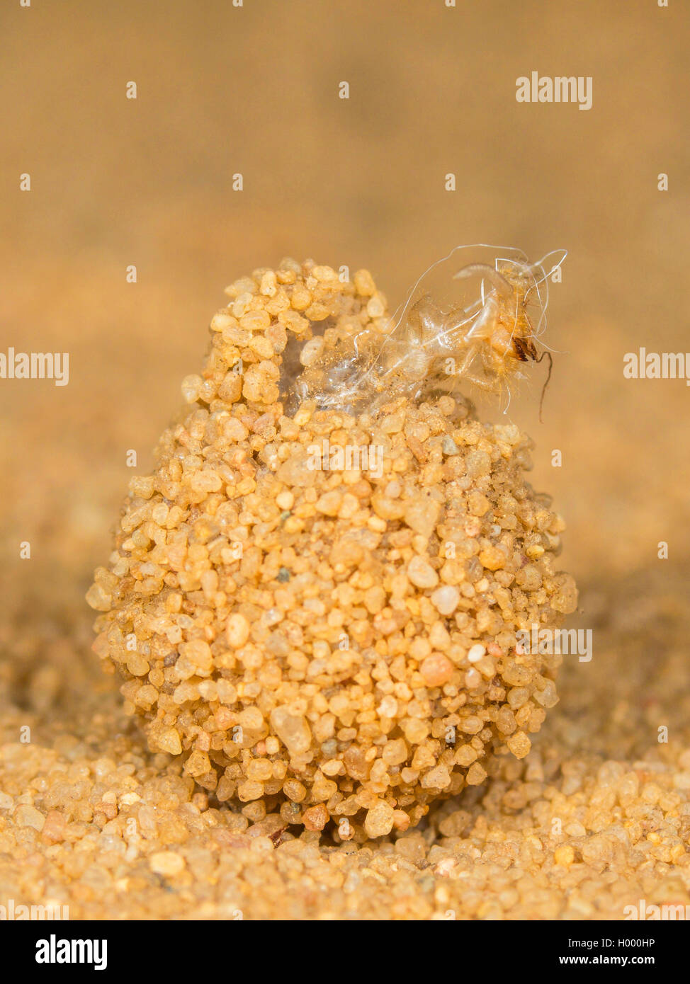 European antlion (Euroleon nostras), Cocoon of the Antlion with exuvia ...