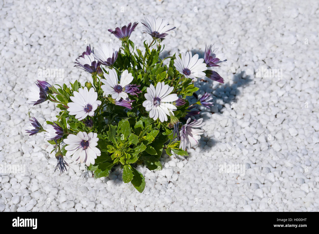Small bush of lilac flowers in the desert Stock Photo - Alamy