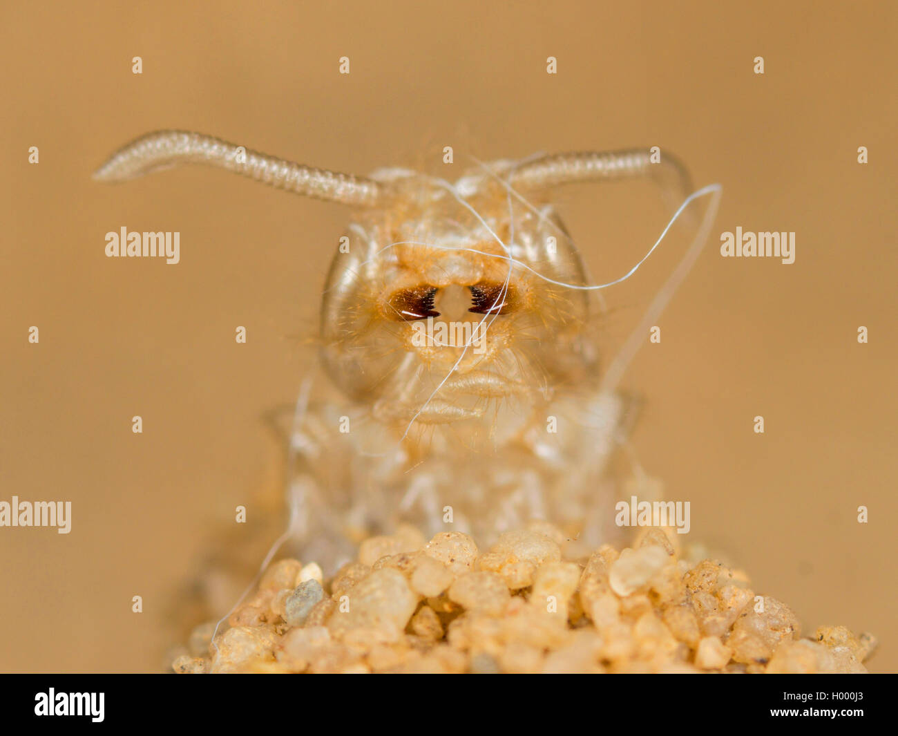 European antlion (Euroleon nostras), Cocoon of the Antlion with exuvia ...