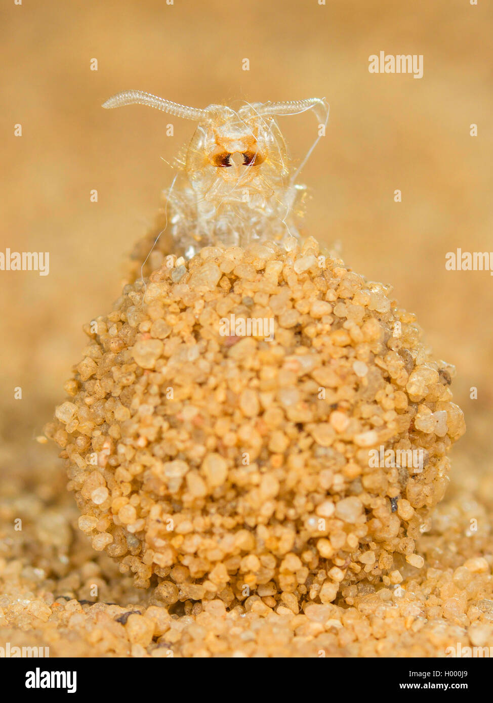 European antlion (Euroleon nostras), Cocoon of the Antlion with exuvia ...