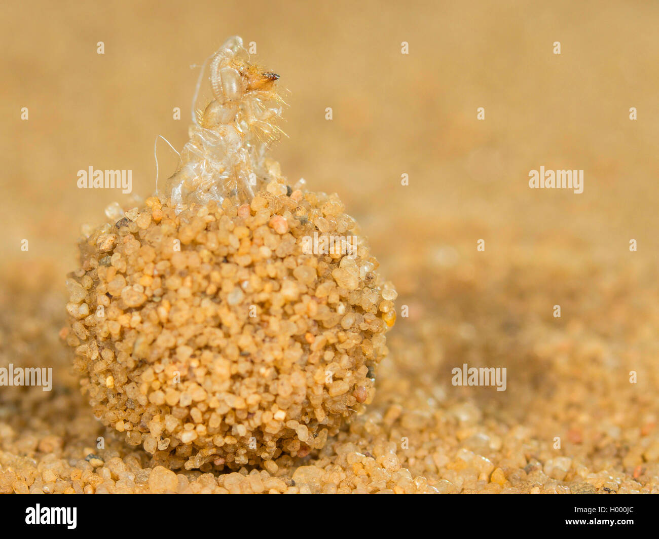 European antlion (Euroleon nostras), Cocoon of the Antlion with exuvia ...