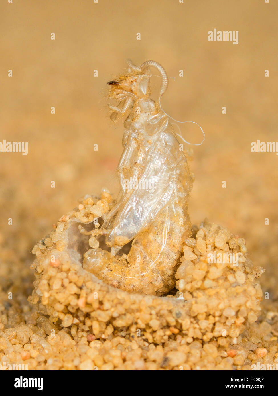 European antlion (Euroleon nostras), Cocoon of the Antlion with exuvia ...