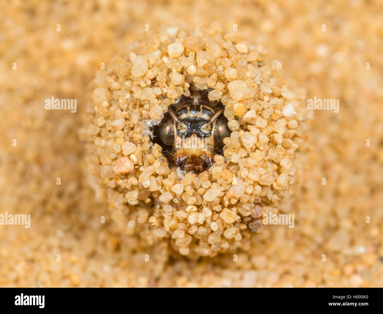 Euroleon hi-res stock photography and images - Alamy