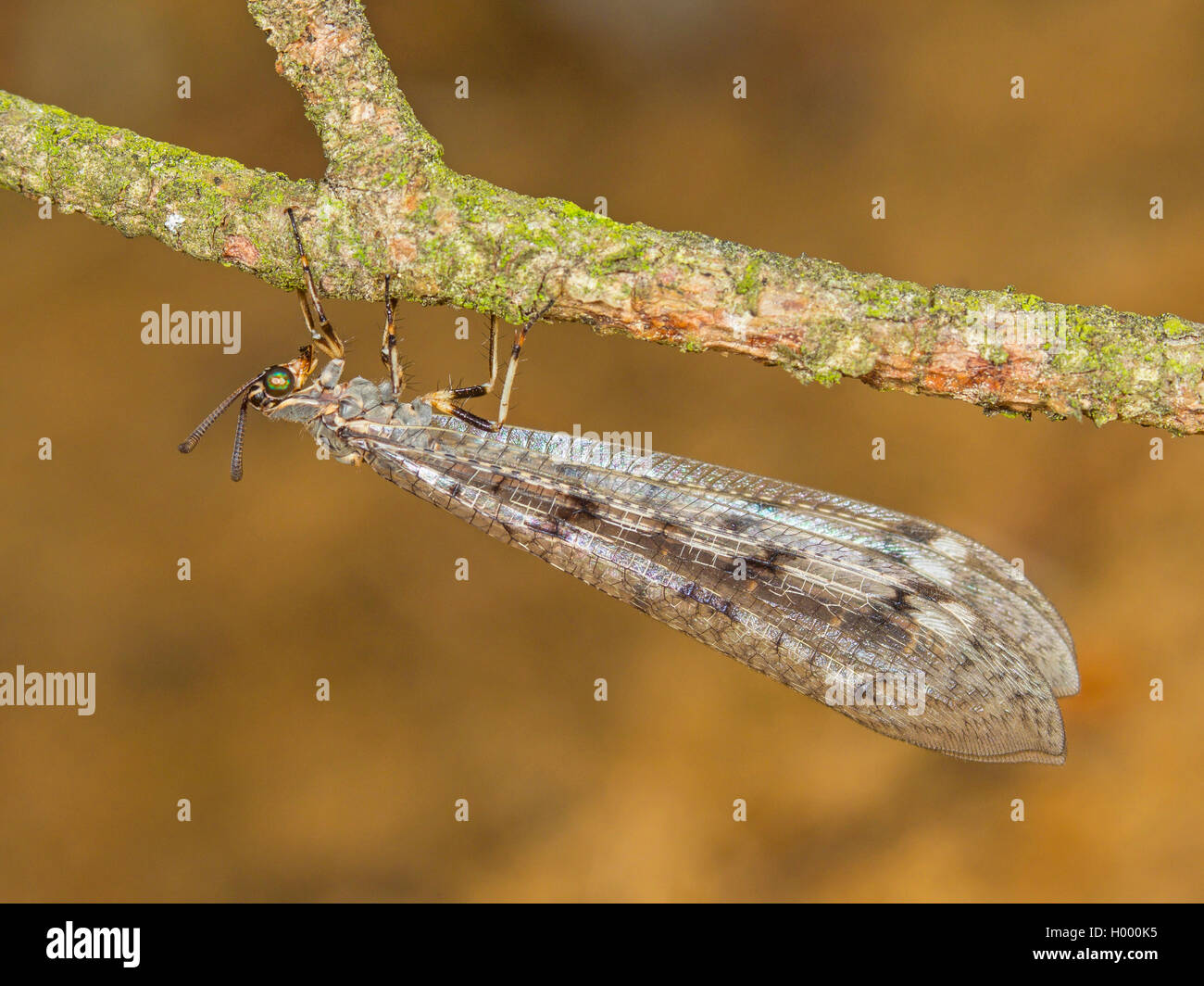 European antlion (Euroleon nostras), female at a twig, Germany Stock ...