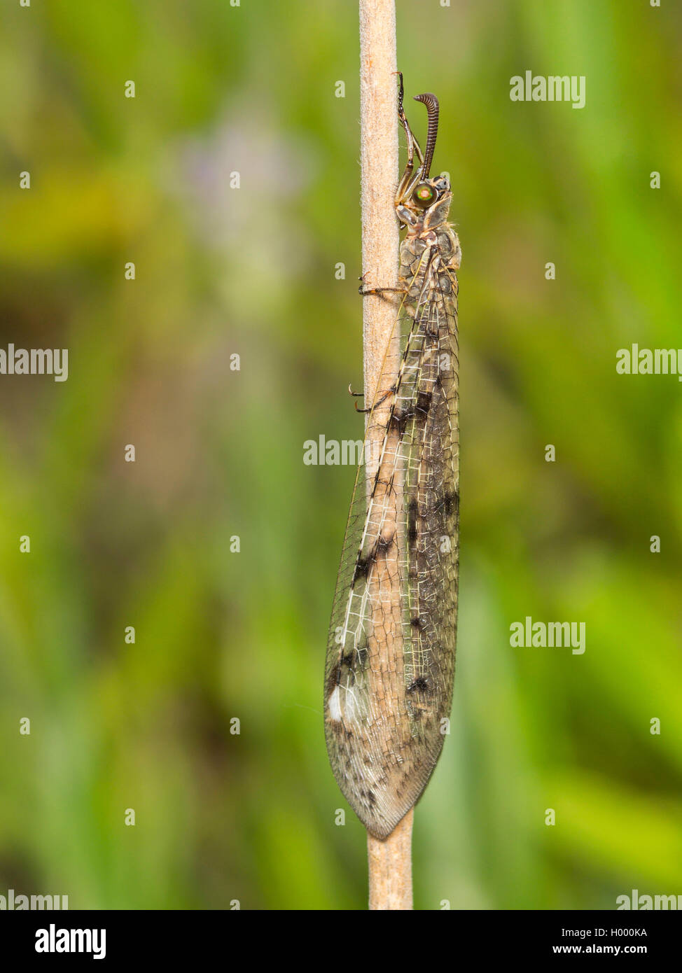 European antlion (Euroleon nostras), female at a stem, Germany Stock ...