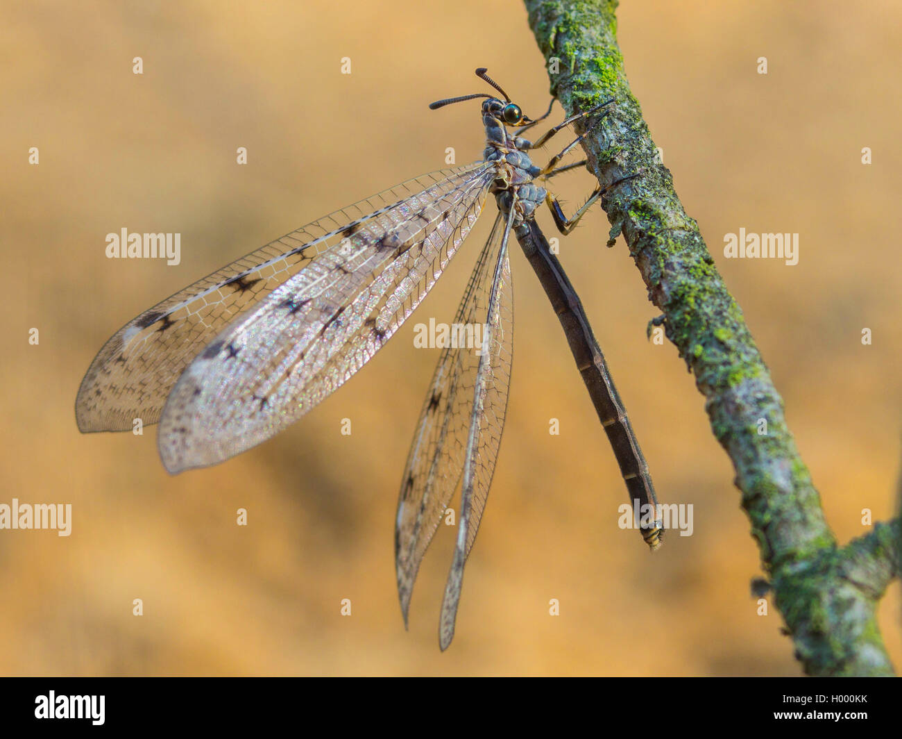 European antlion (Euroleon nostras), female at a twig, Germany Stock ...