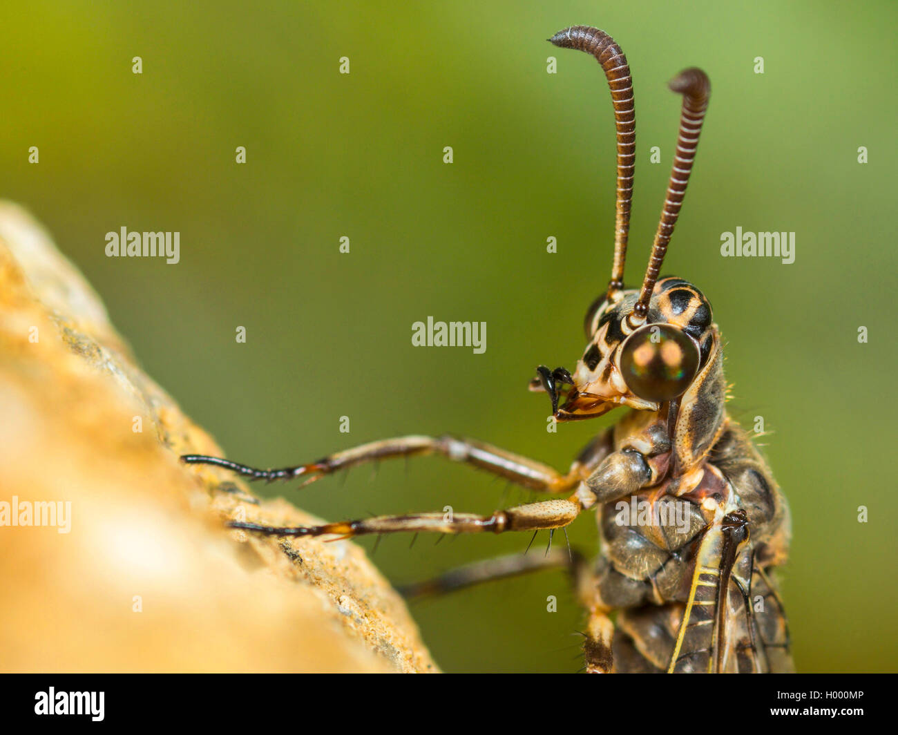 European antlion (Euroleon nostras), female, portrait, Germany Stock ...
