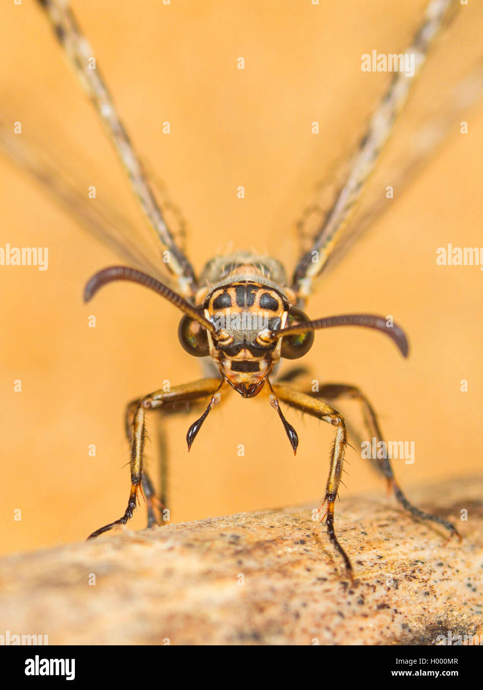 European antlion (Euroleon nostras), female, portrait, Germany Stock ...
