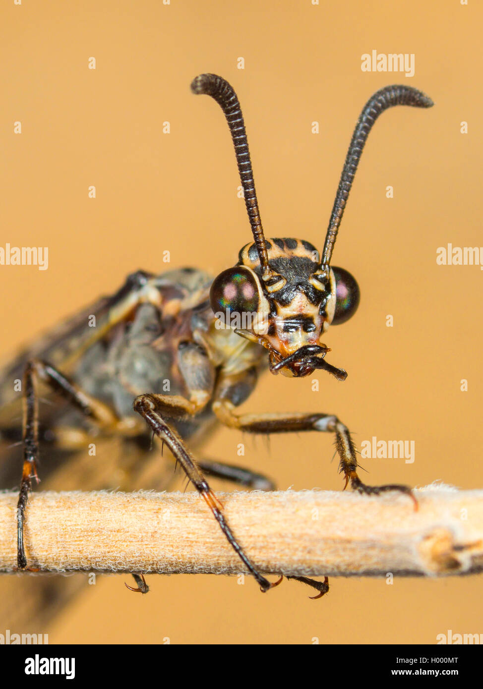 European antlion (Euroleon nostras), female, portrait, Germany Stock ...