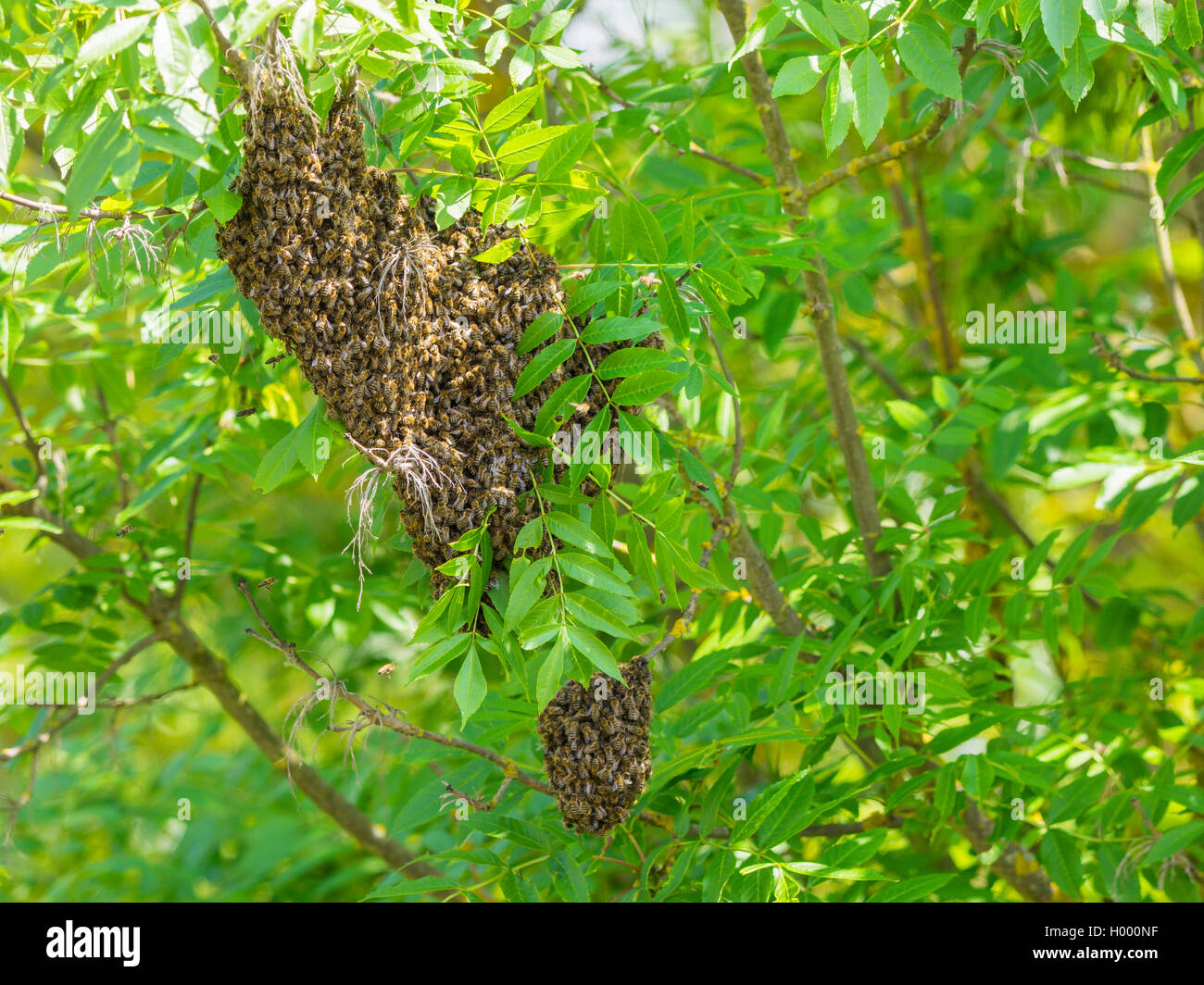 honey bee, hive bee (Apis mellifera mellifera), swarming bee swarm in ...