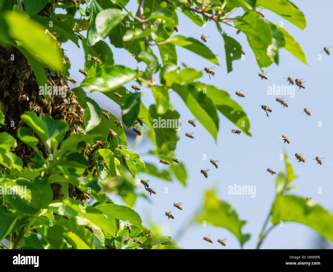 honey bee, hive bee (Apis mellifera mellifera), swarming bee swarm in ...