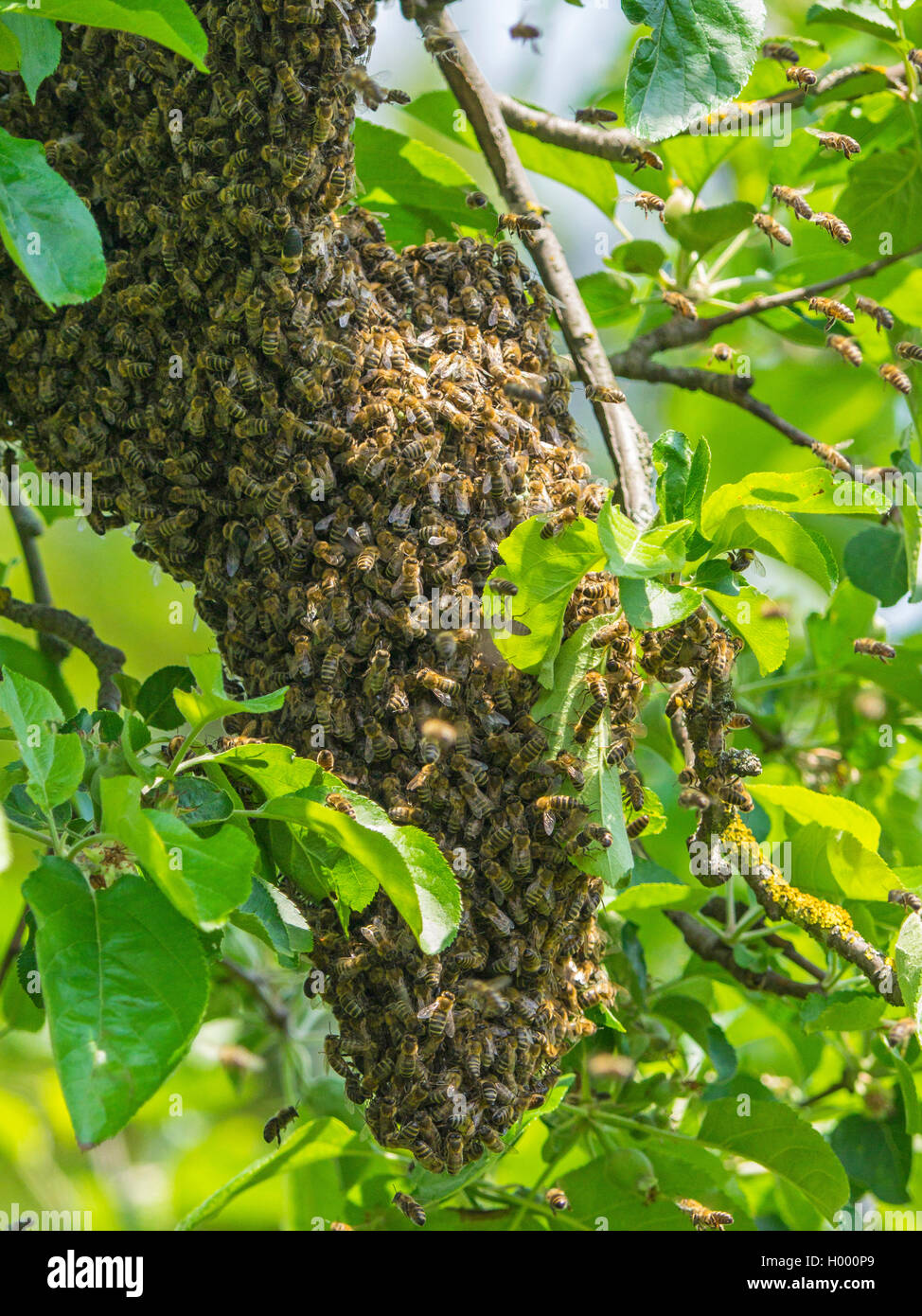 honey bee, hive bee (Apis mellifera mellifera), swarming bee swarm in ...