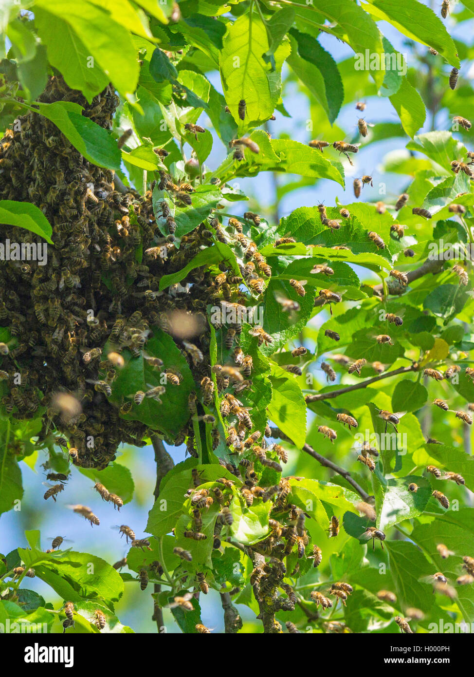Honey bee in the tree hi-res stock photography and images - Alamy