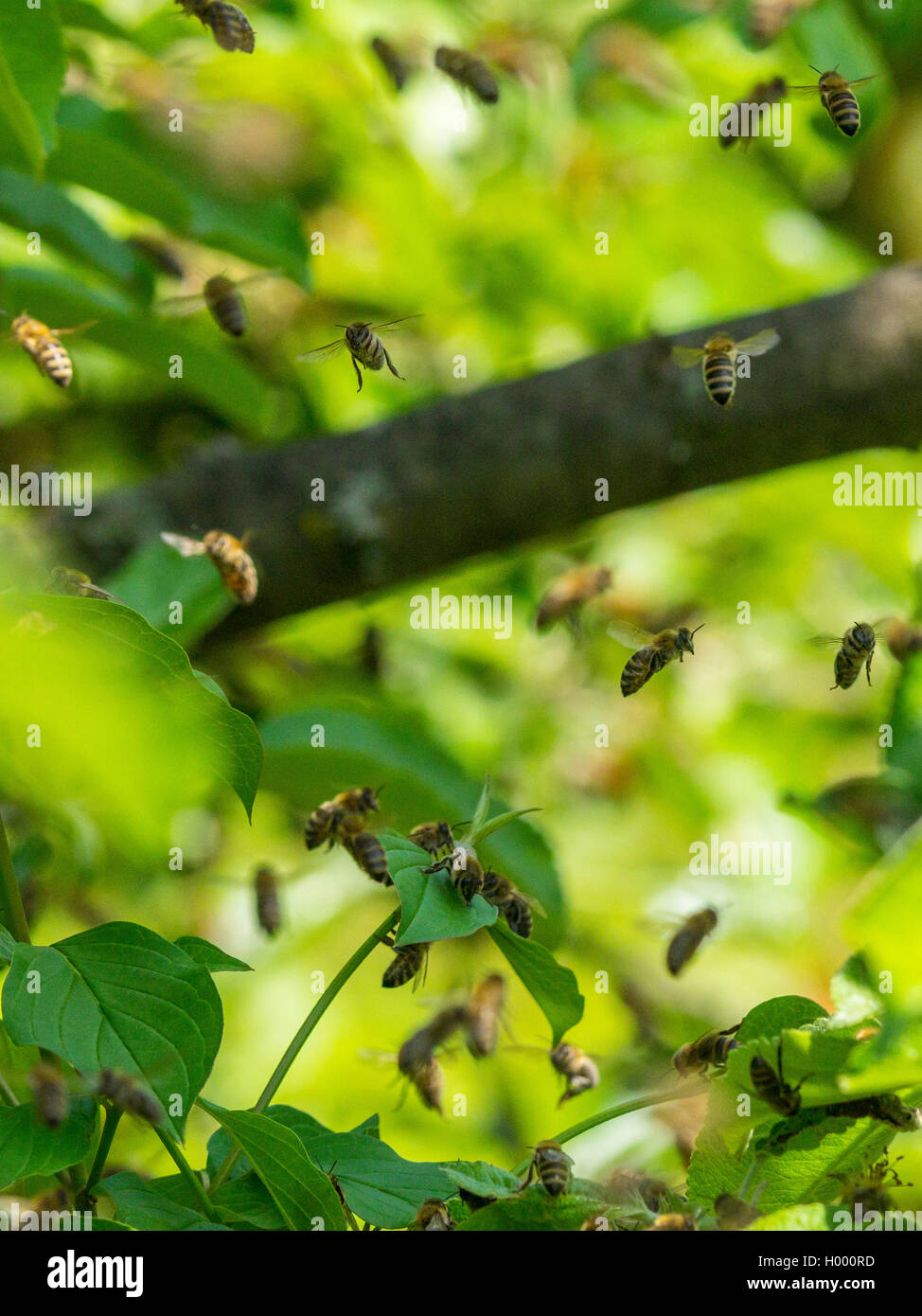 honey bee, hive bee (Apis mellifera mellifera), swarming bee swarm in ...