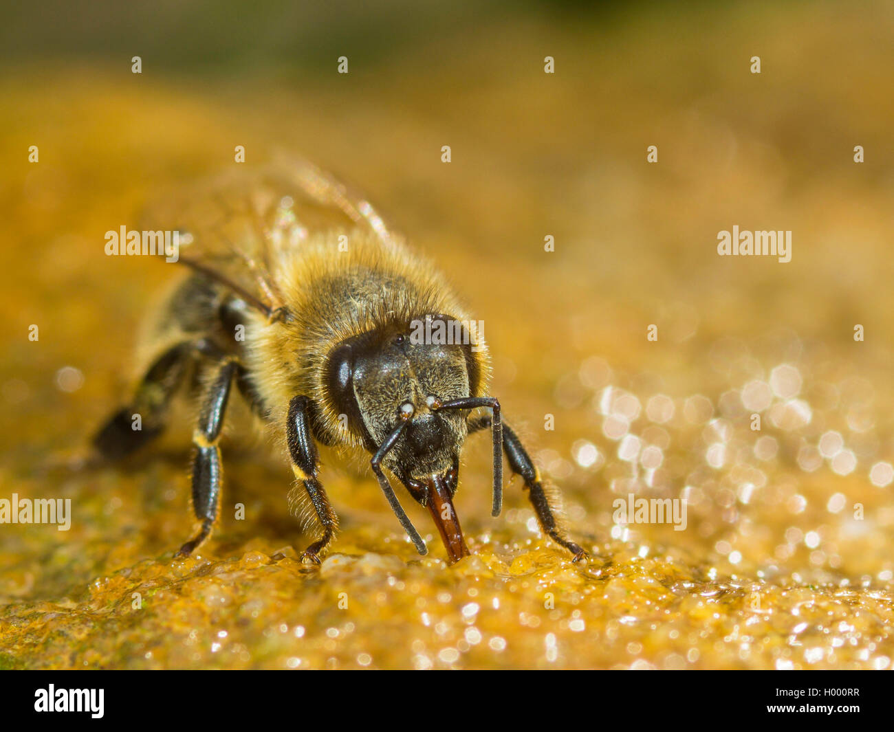 Wet bees hi-res stock photography and images - Alamy