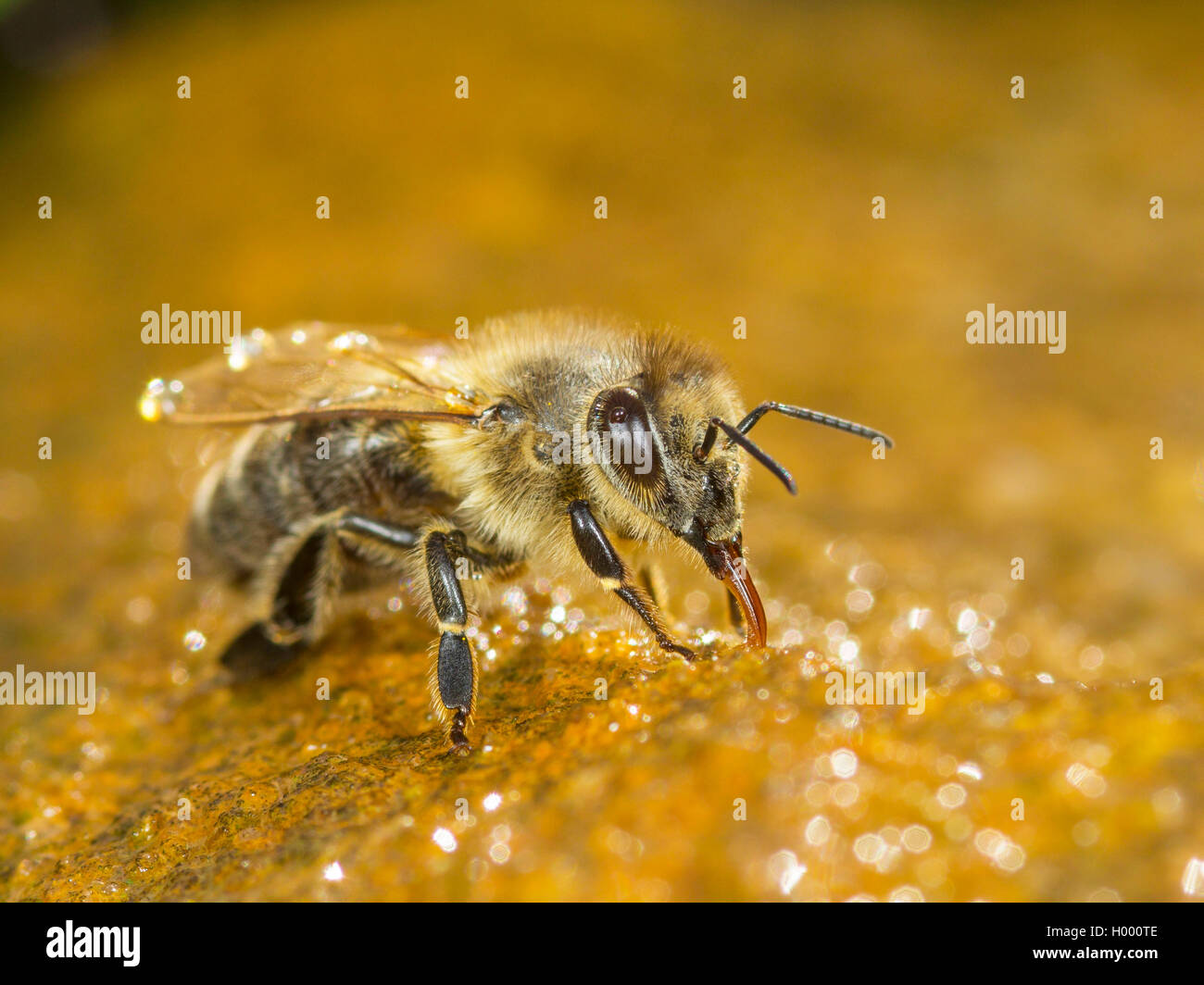 honey bee, hive bee (Apis mellifera mellifera), Bee drinking water on a ...
