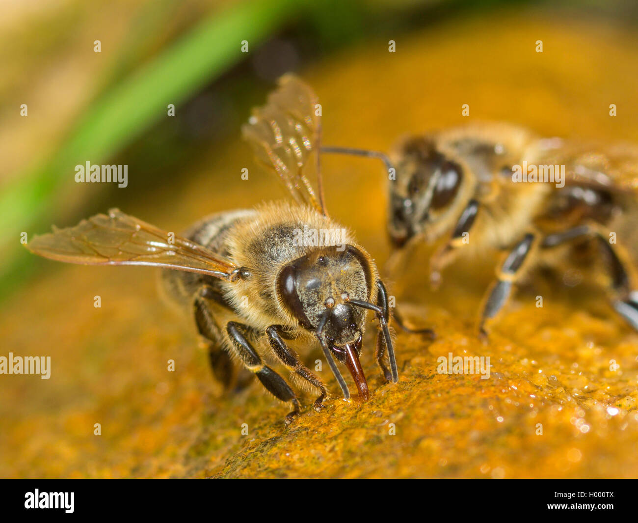 honey bee, hive bee (Apis mellifera mellifera), Bee drinking water on a ...