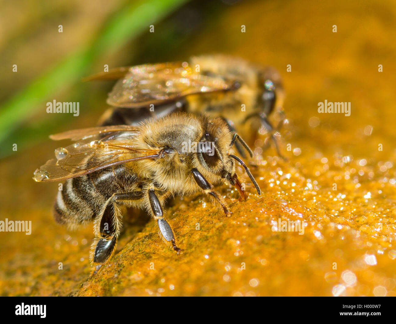 honey bee, hive bee (Apis mellifera mellifera), Bee drinking water on a ...
