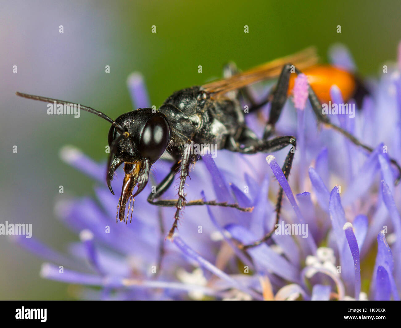 Field Sand Wasp (Ammophila campestris), Femalegrooming on Sheep's Bit ...