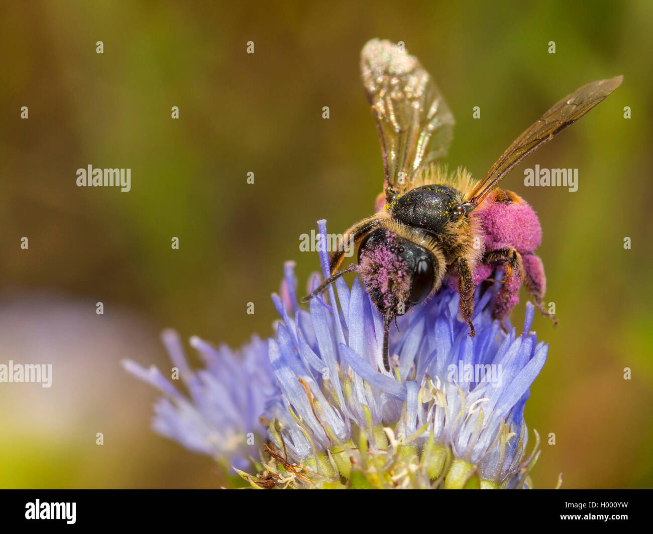 Yellow-legged Mining-bee (Andrena flavipes), Female foraging on Sheep's ...
