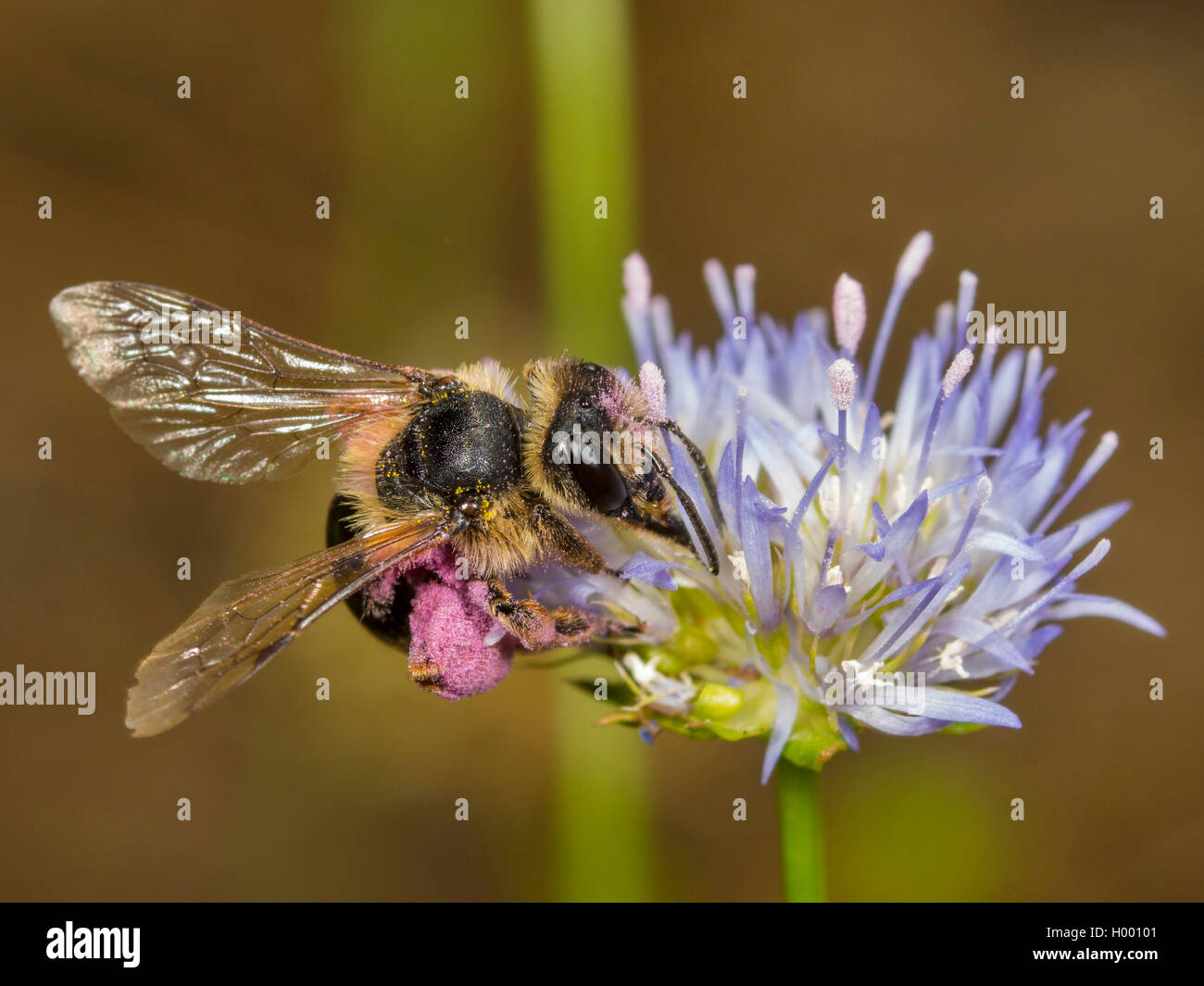 Yellow-legged Mining-bee (Andrena flavipes), Female foraging on Sheep's ...