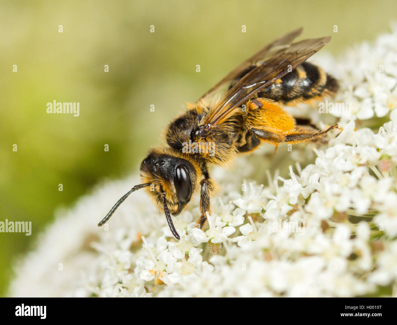 Yellow-legged Mining-bee (Andrena flavipes), Female foraging on Wild ...