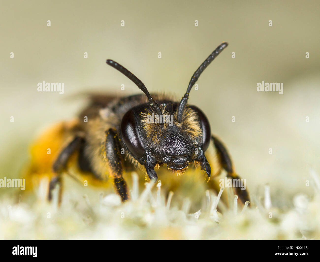 Yellow-legged Mining-bee (Andrena flavipes), Female foraging on Wild ...