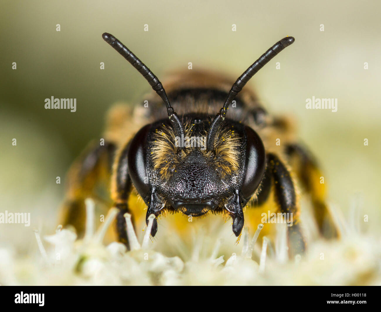 Yellow-legged Mining-bee (Andrena flavipes), Female foraging on Wild ...