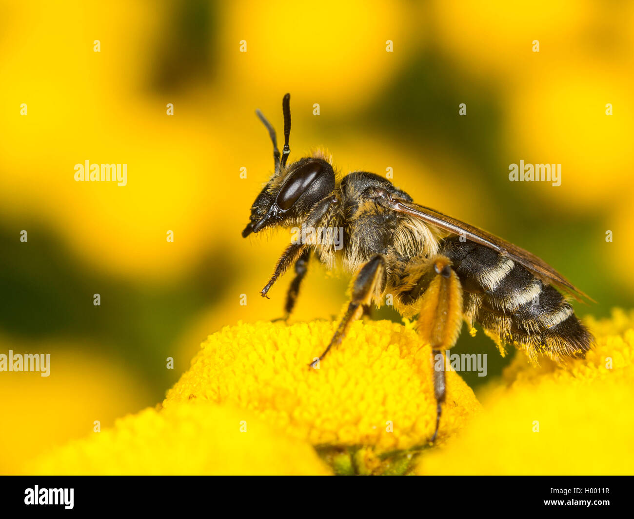Yellow-legged Mining-bee (Andrena flavipes), Female foraging on Tansy ...
