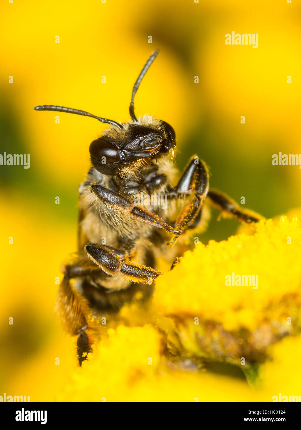 Yellow-legged Mining-bee (Andrena flavipes), Female foraging on Tansy ...