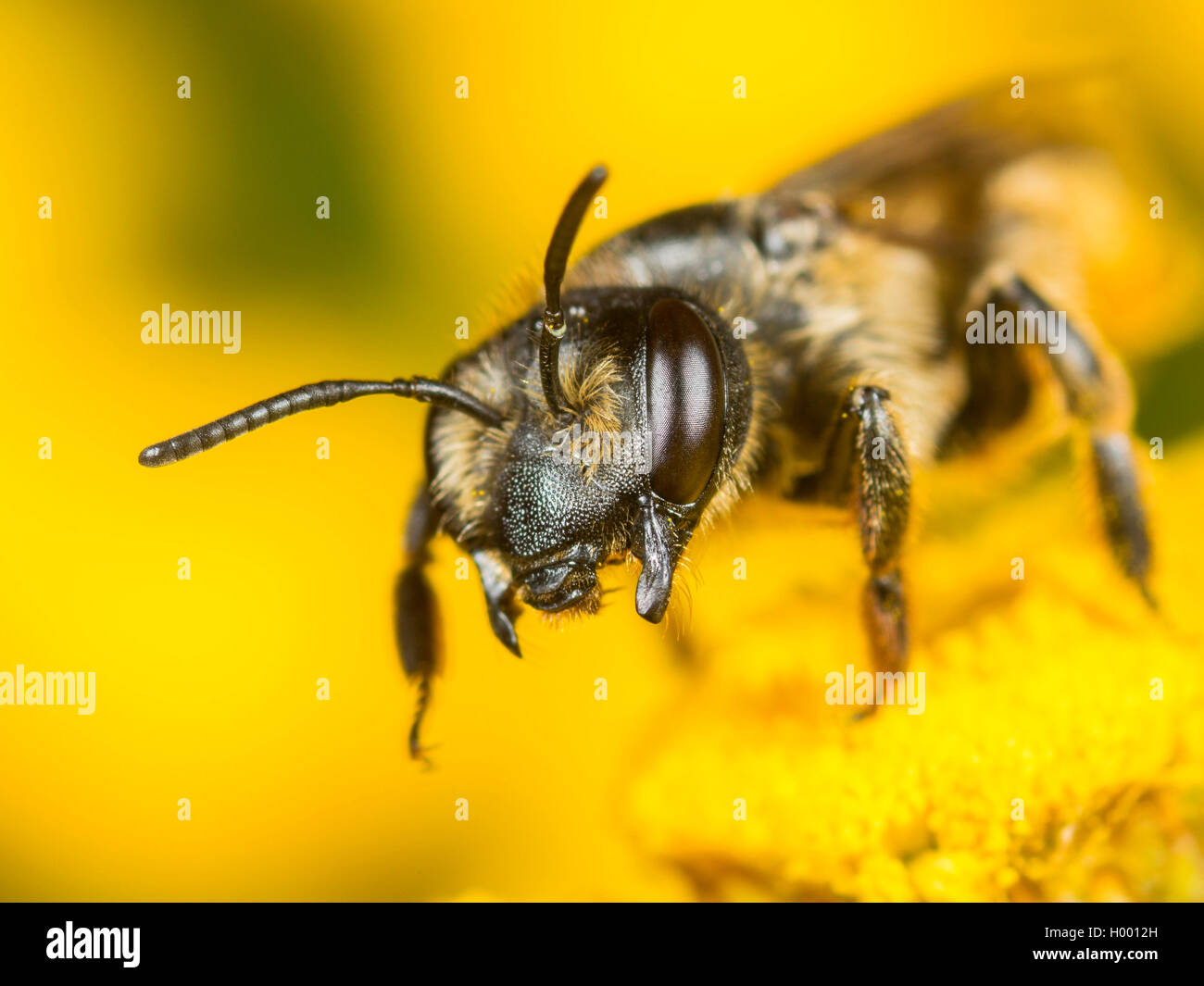 Yellow-legged Mining-bee (Andrena flavipes), Female foraging on Tansy ...