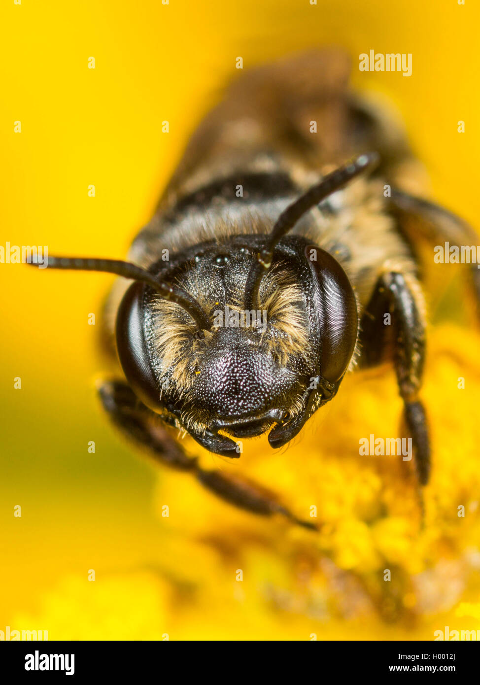 Yellow-legged Mining-bee (Andrena flavipes), Female foraging on Tansy ...