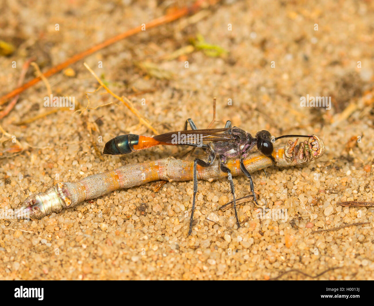 Red-banded sand wasp (Ammophila sabulosa), Female with captured and ...