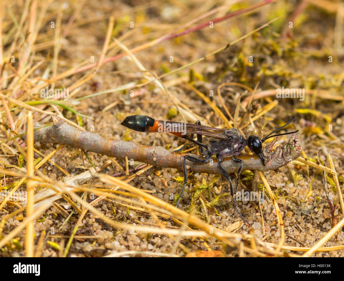 Red-banded sand wasp (Ammophila sabulosa), Female with captured and ...