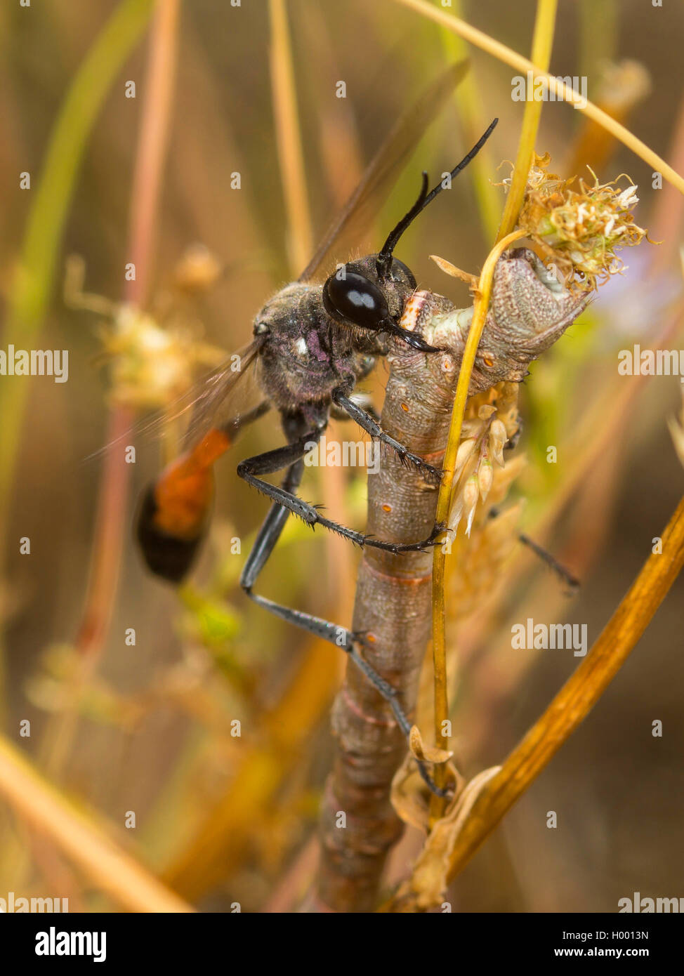 Red-banded sand wasp (Ammophila sabulosa), Female with captured and ...