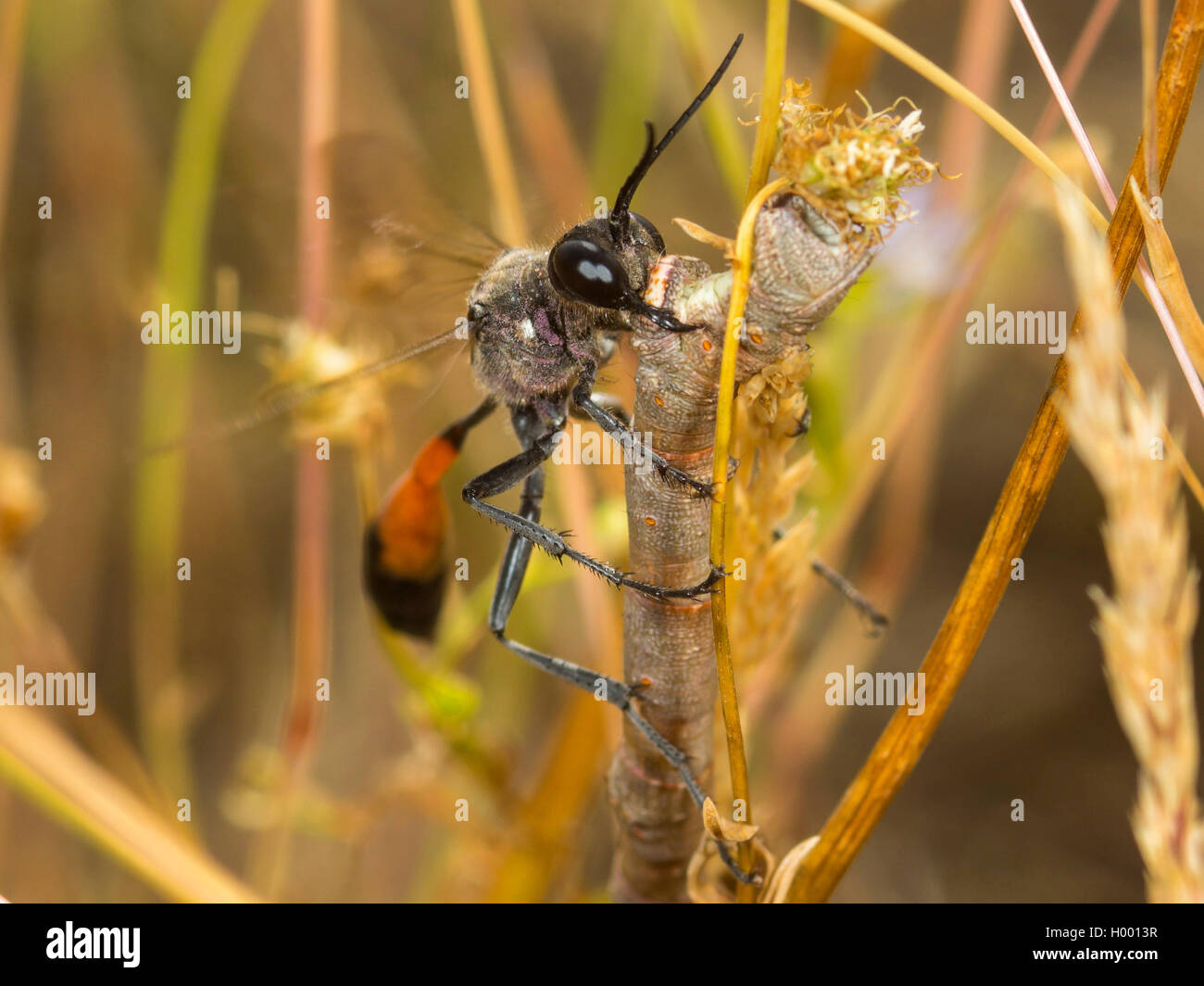 Captured moths hi-res stock photography and images - Alamy