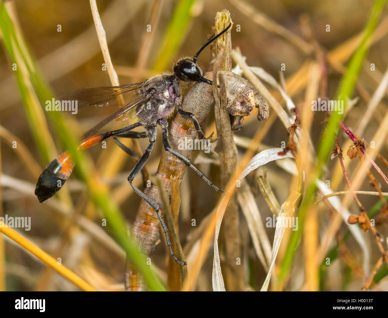 Red-banded sand wasp (Ammophila sabulosa), Female with captured and ...