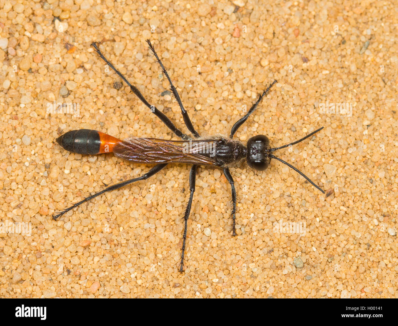 Red-banded sand wasp (Ammophila sabulosa), Female sitting on sandy soil ...