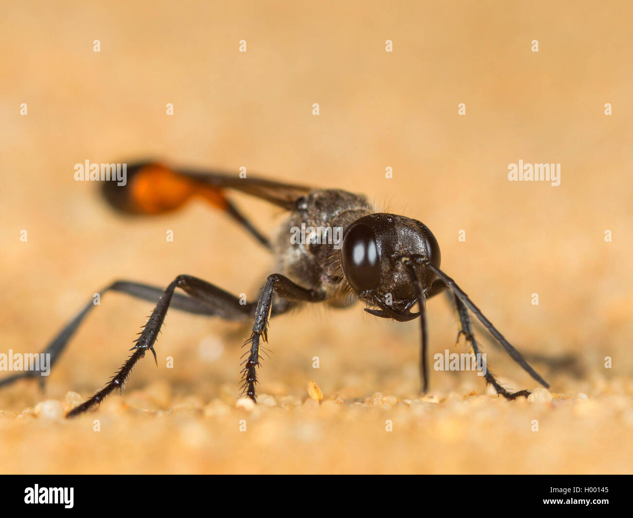 Red-banded sand wasp (Ammophila sabulosa), Female sitting on sandy soil ...