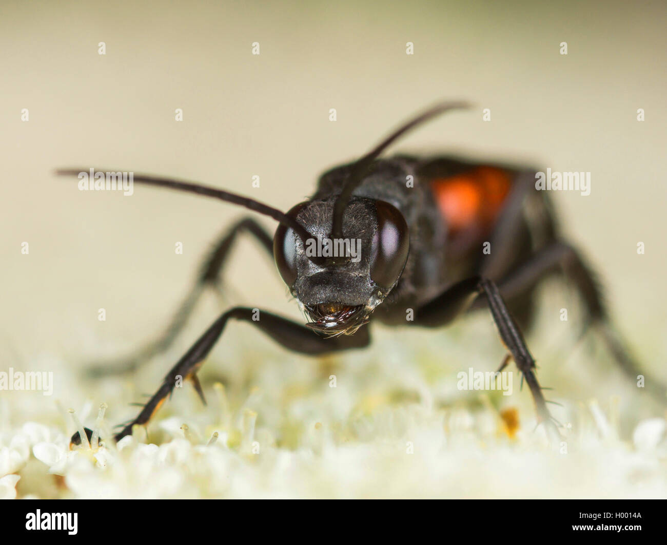 Black-banded spider wasp (Anoplius viaticus, Anoplius fuscus, Pompilus ...