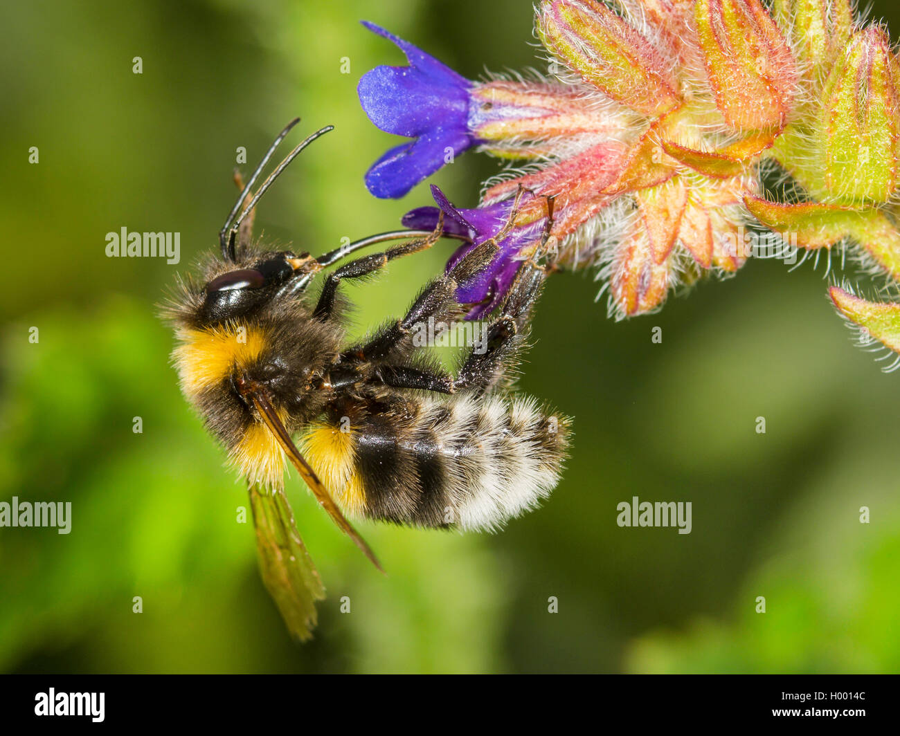 small garden bumble bee (Bombus hortorum), Garden Bumblebee foraging on ...