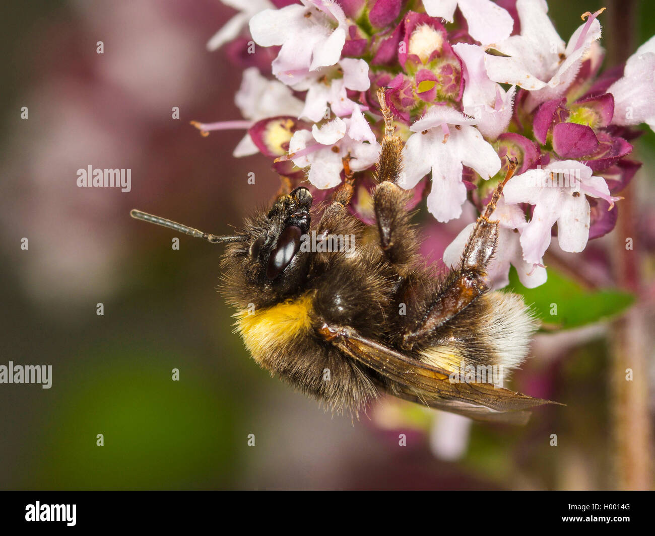 White tailed bumblebee side view hi-res stock photography and images ...