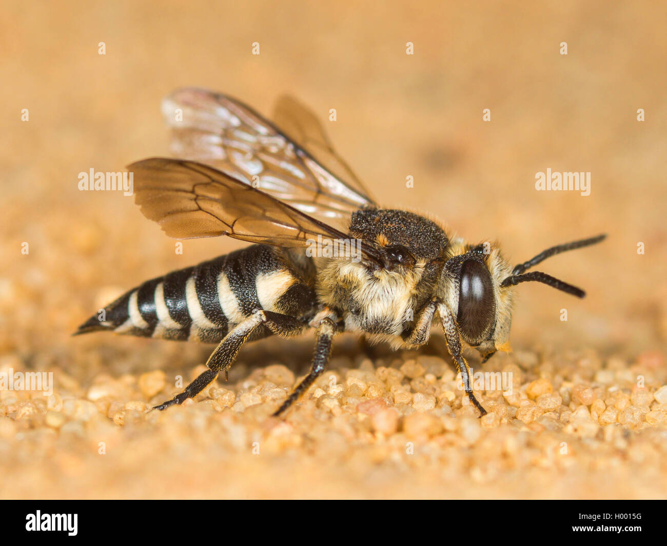 Megachilidae (Coelioxys conoidea), Female sitting on sandy soil ...