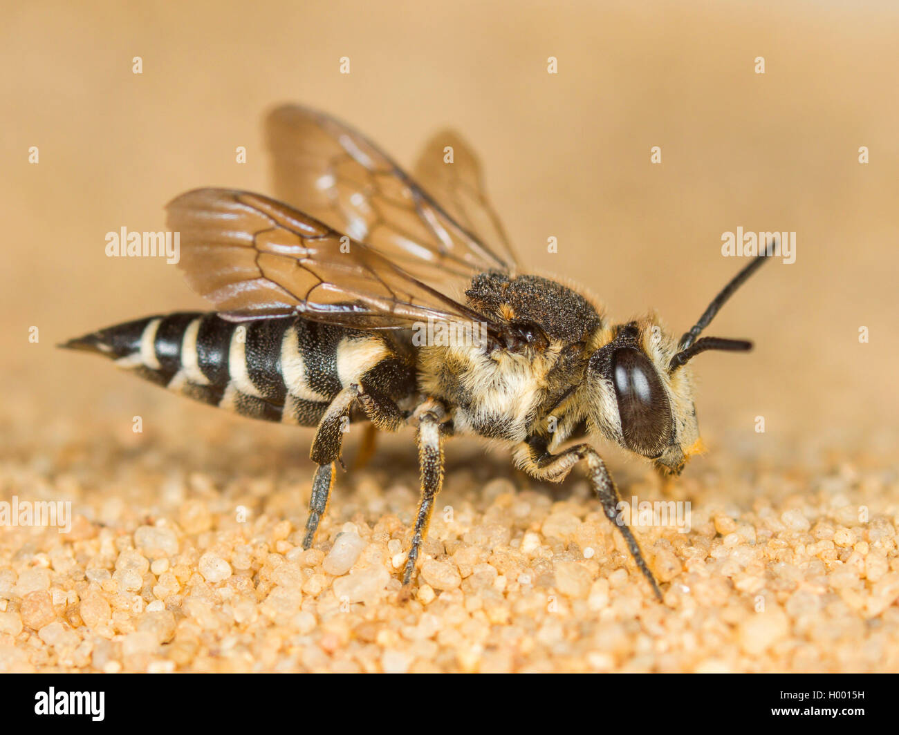 Soil insects hi-res stock photography and images - Alamy