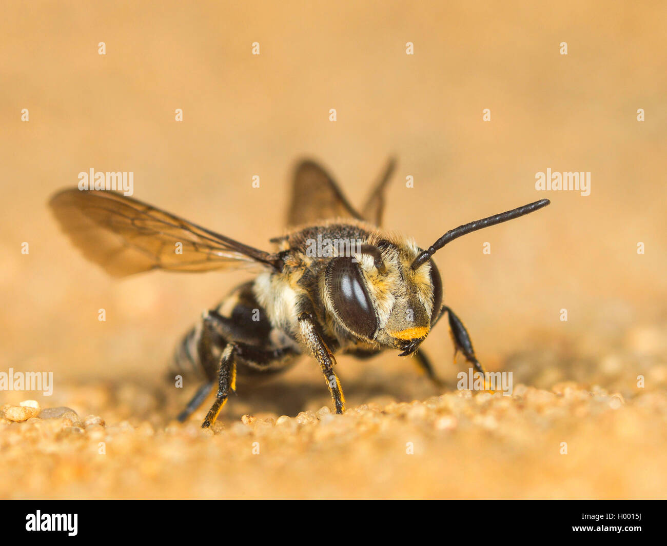 Megachilidae (Coelioxys conoidea), Female sitting on sandy soil ...