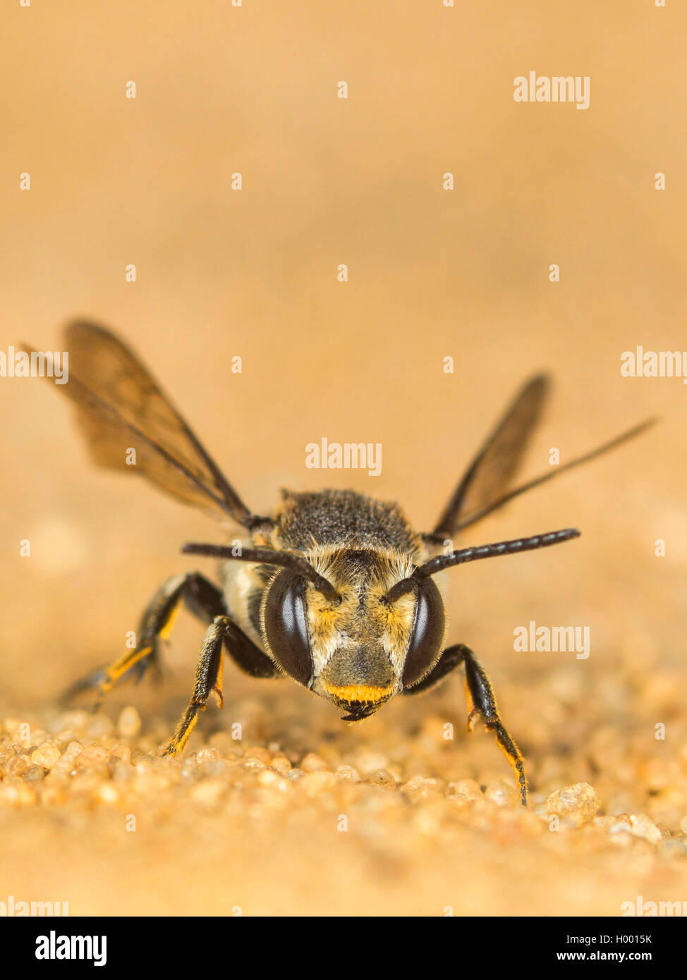 Megachilidae (Coelioxys conoidea), Female sitting on sandy soil ...