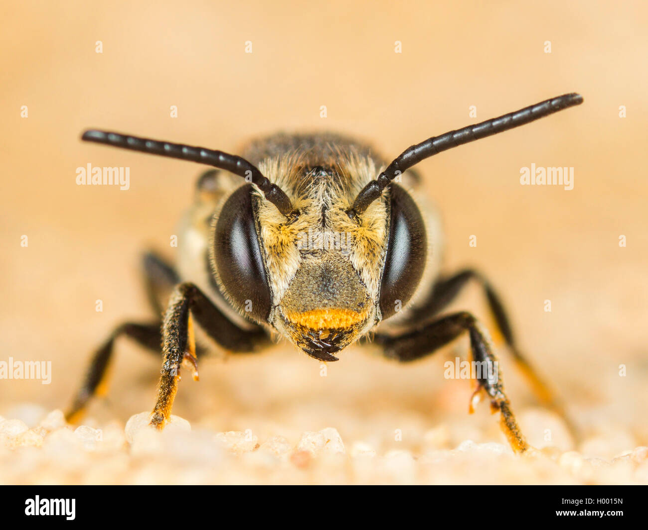 Megachilidae (Coelioxys conoidea), Female sitting on sandy soil ...