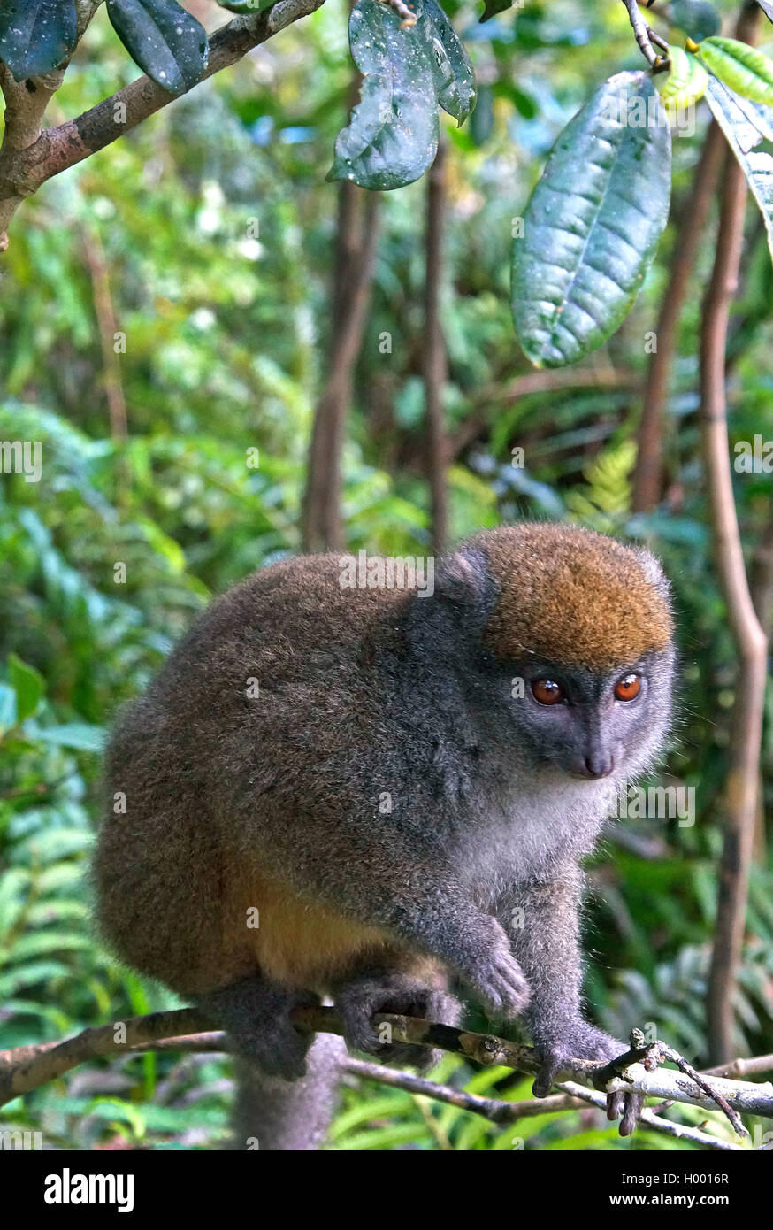 Lac Alaotra bamboo lemur, Lac Alaotra gentle lemur, Alaotran bamboo ...